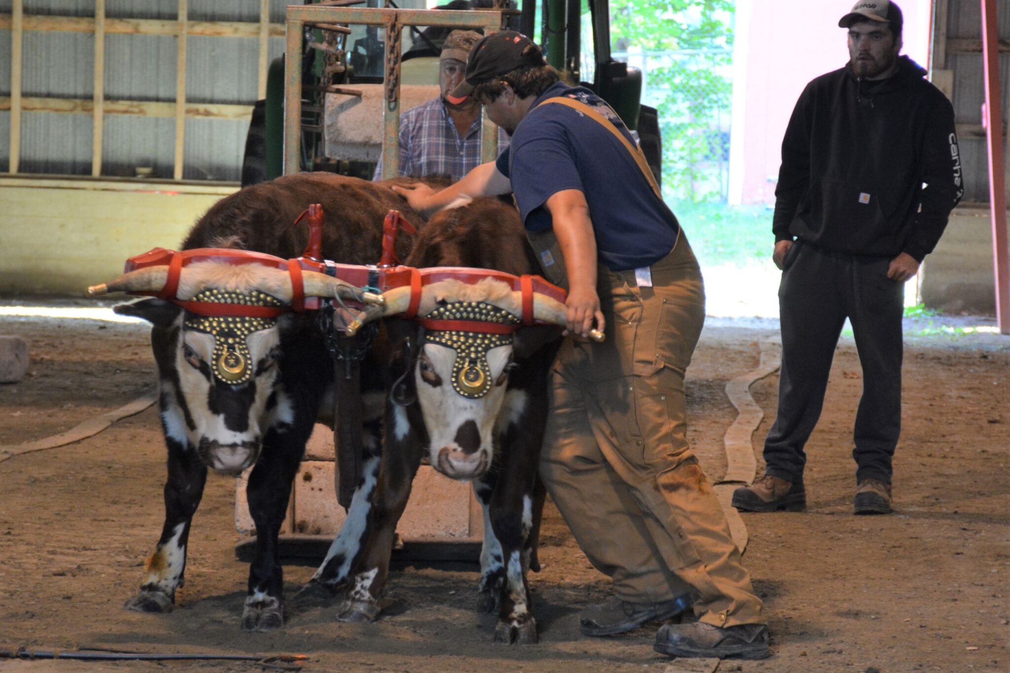 Younger generation competes in last ox pull of season - Sports - Kicker