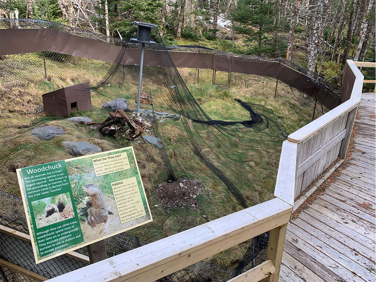 Only groundhog in Newfoundland not likely to emerge anytime soon
