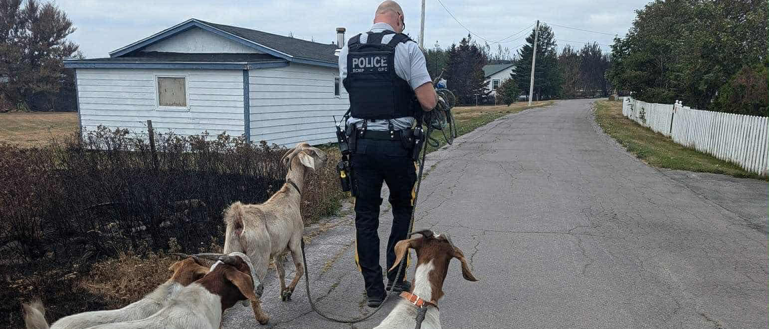 Police Officer Walking Goat - Kicker